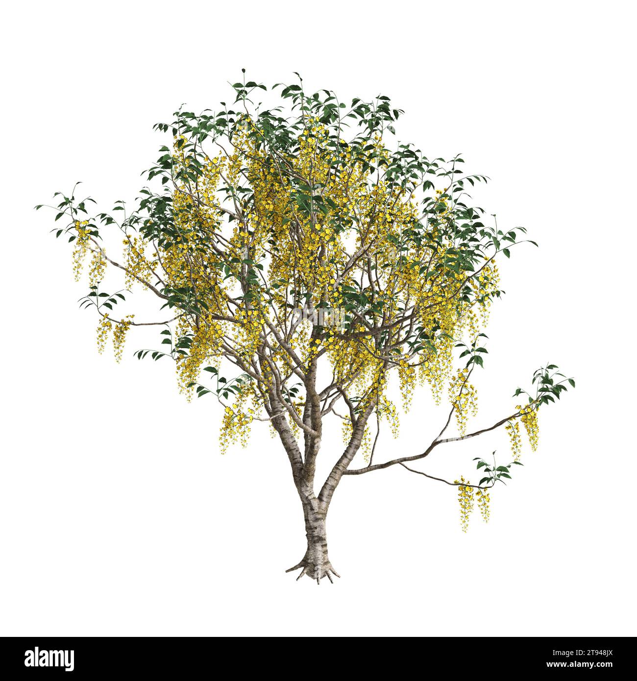 3d illustration of Cassia fistula tree isolated on white background ...