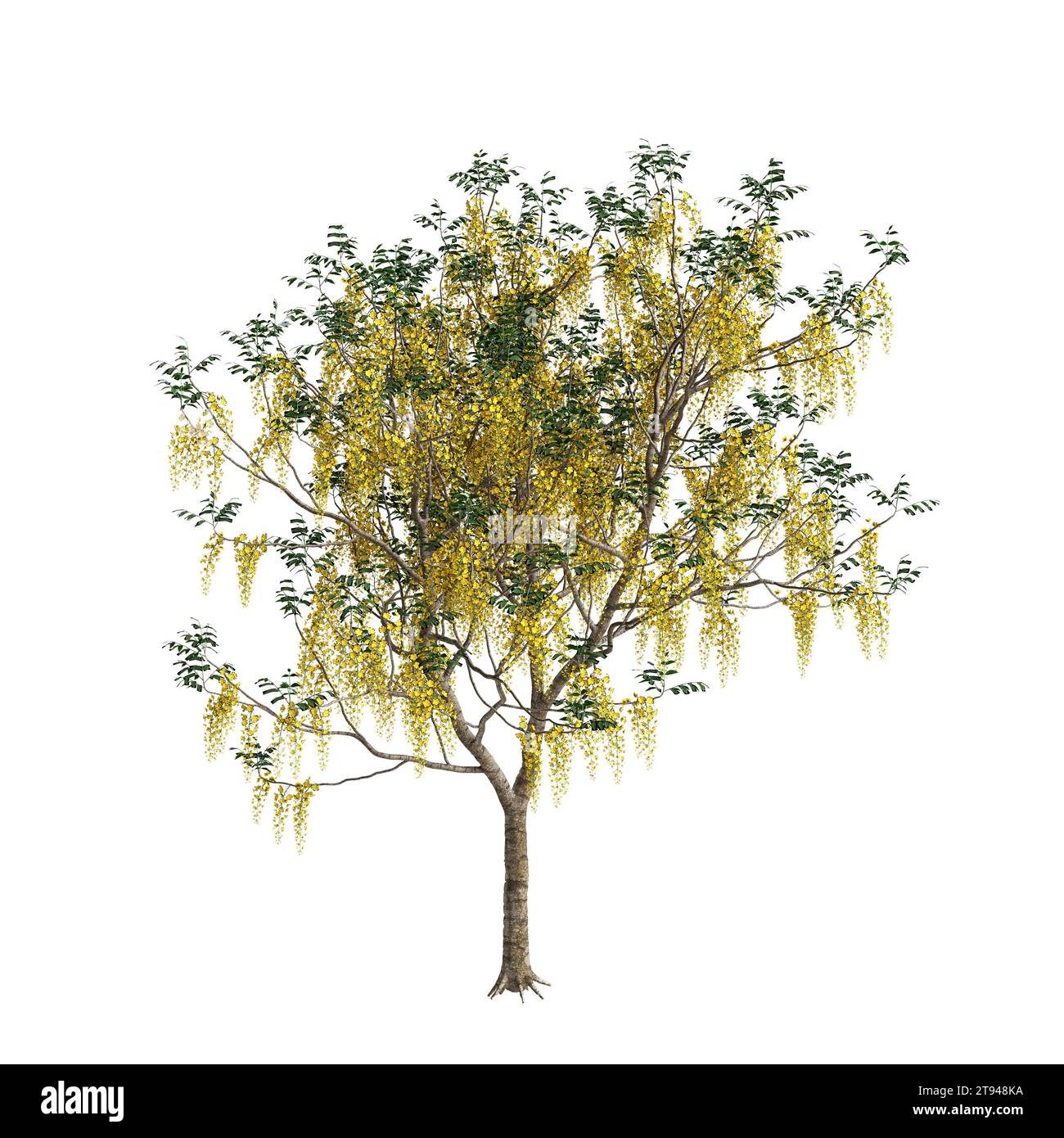 3d illustration of Cassia fistula tree isolated on white background Stock Photo - Alamy