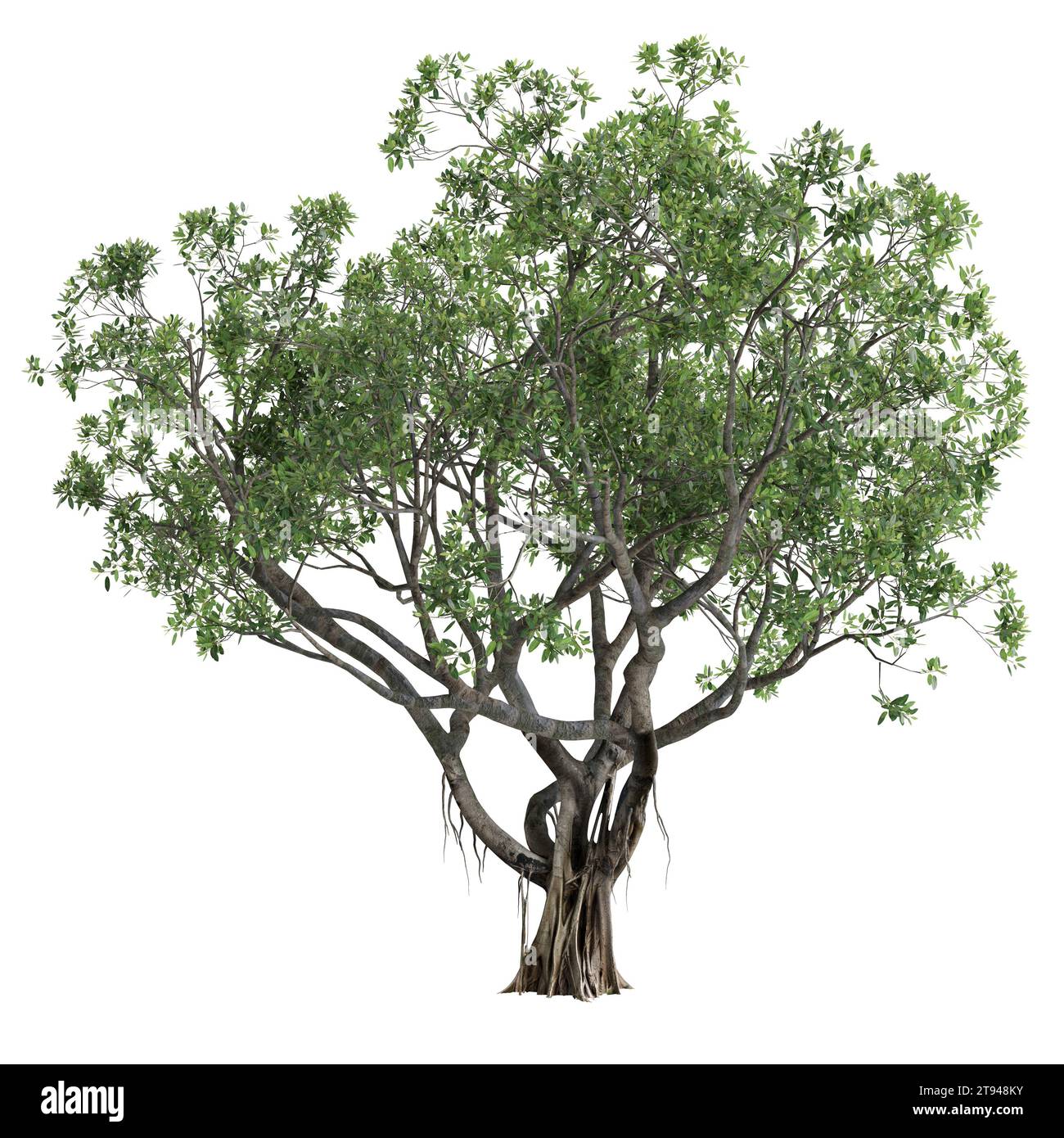 3d illustration of Ficus tree isolated on white background Stock Photo ...