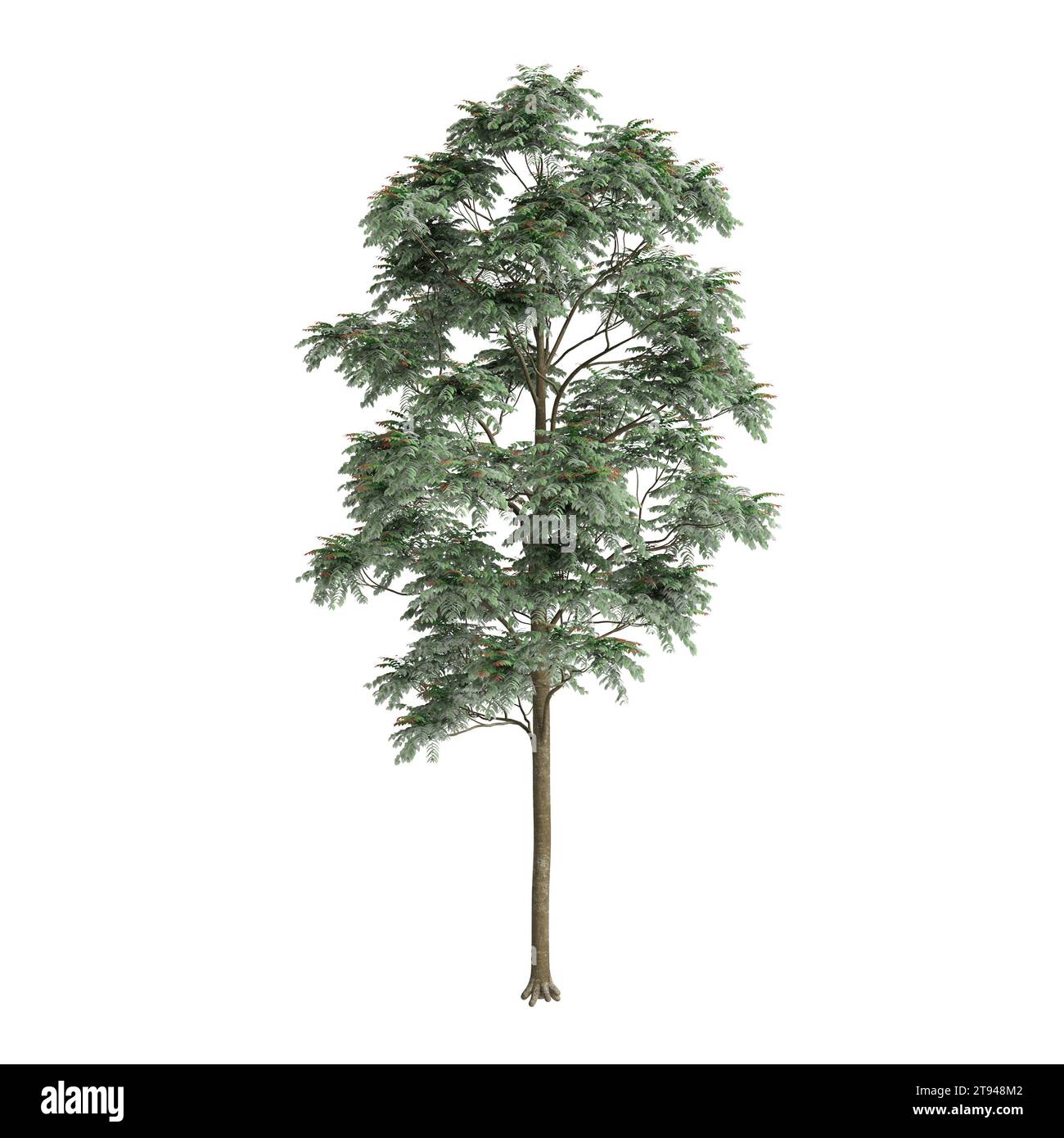 3d illustration of Chukrasia tabularis tree isolated on white ...