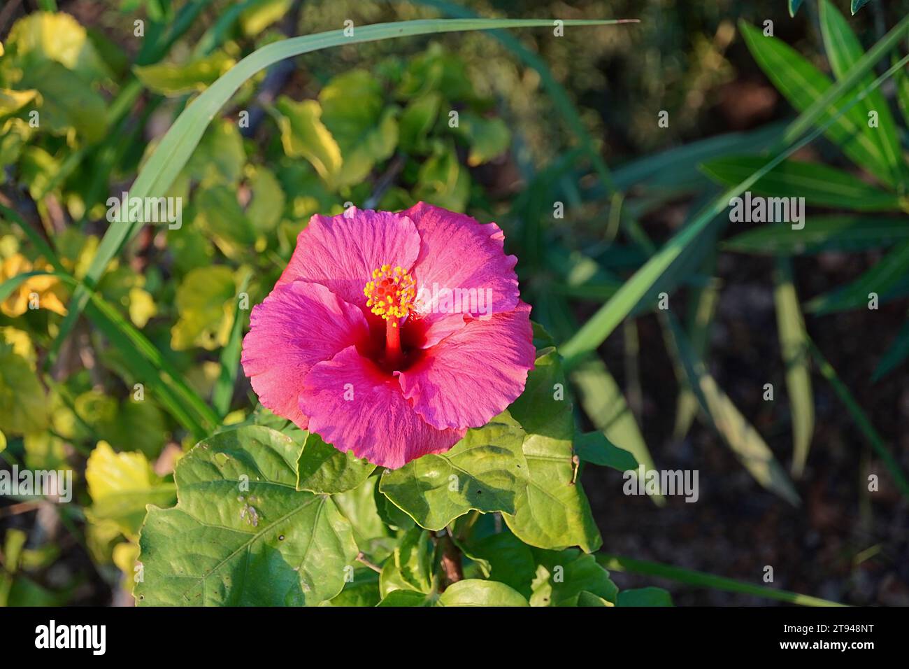 Greece hibiscus hi-res stock photography and images - Alamy