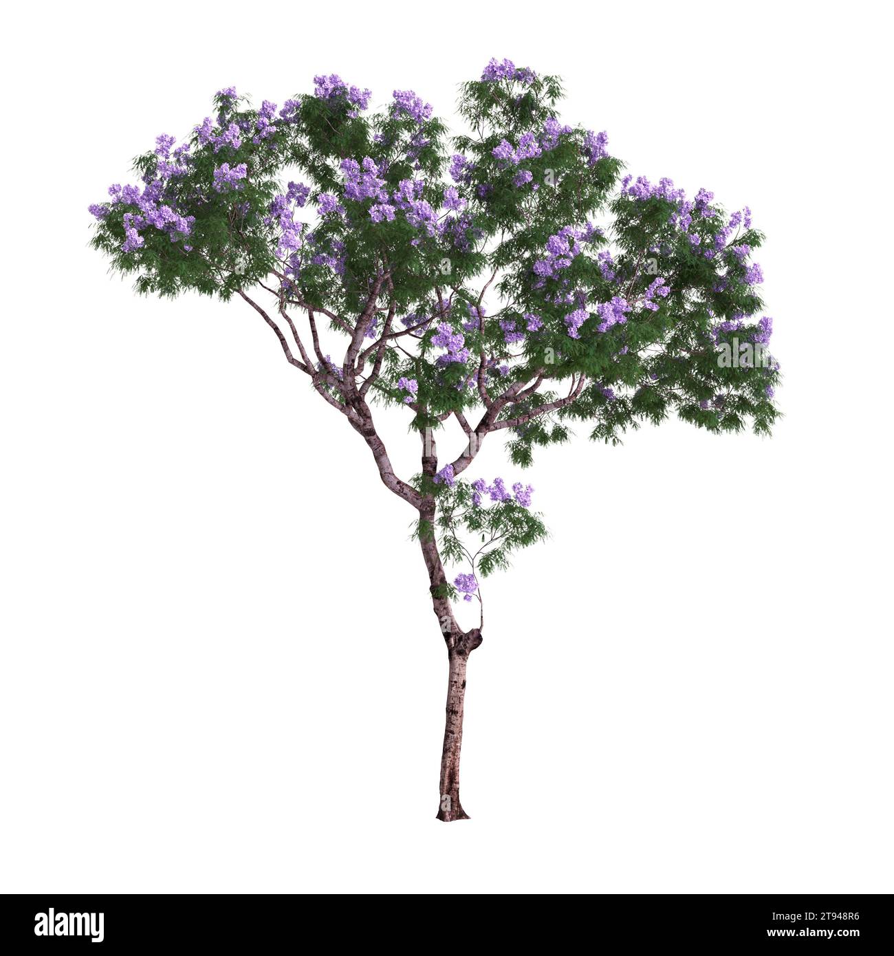 3d illustration of Jacaranda tree isolated on white background Stock ...