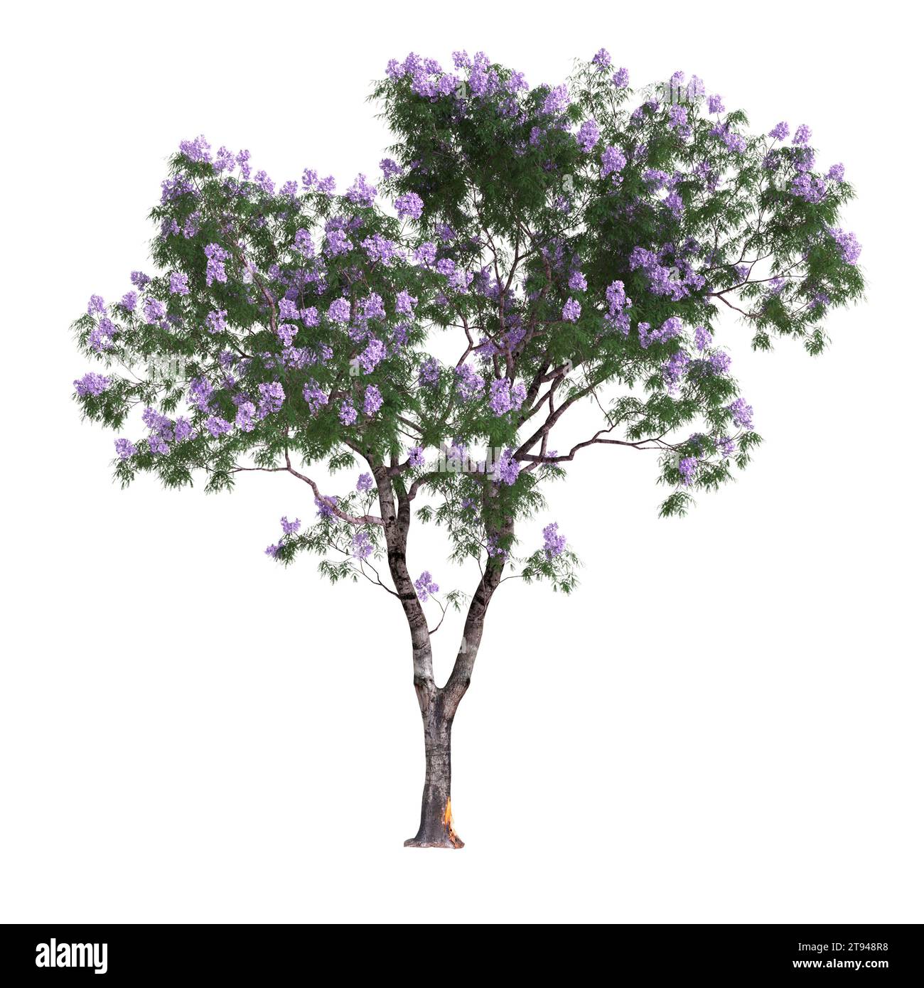 3d illustration of Jacaranda tree isolated on white background Stock ...