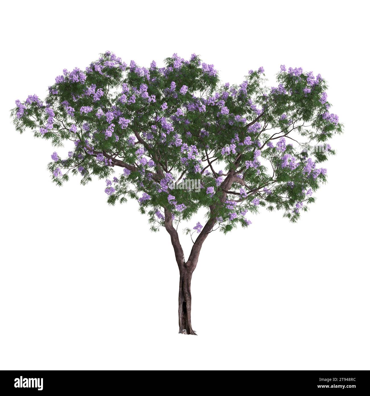 3d illustration of Jacaranda tree isolated on white background Stock ...