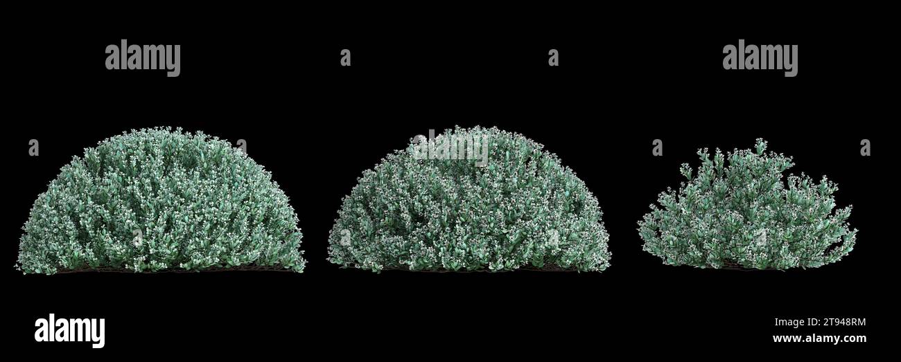 3d illustration of set Correa Alba bush isolated on black background ...