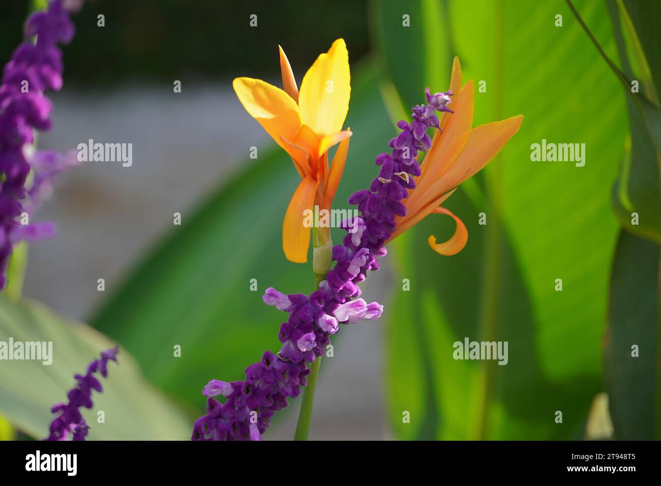 Mexican bush sage, or Salvia leucantha and Indian shot, or Canna omega ...