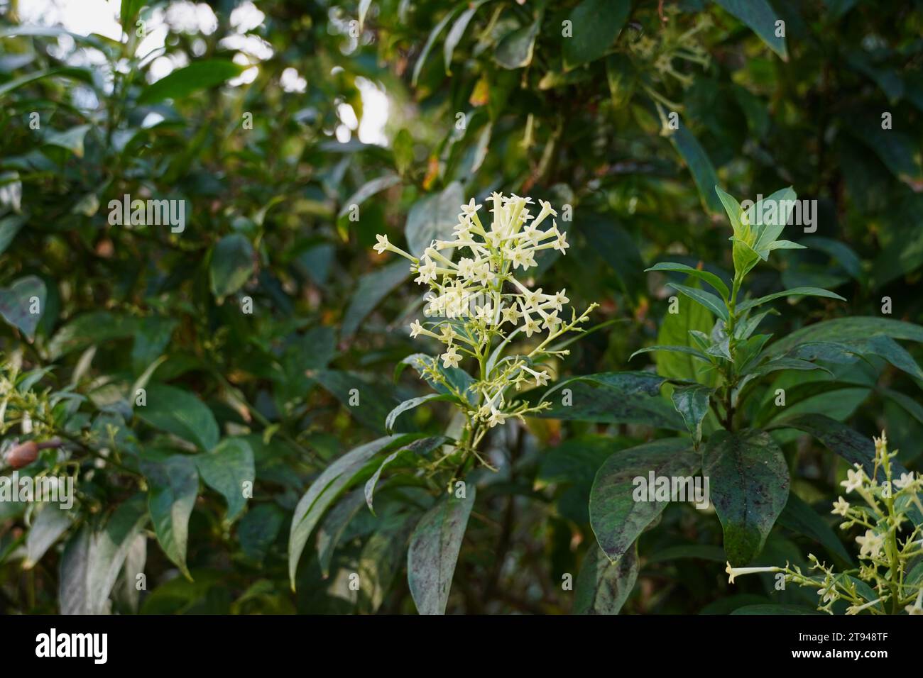 Night blooming jasmine hi-res stock photography and images - Alamy