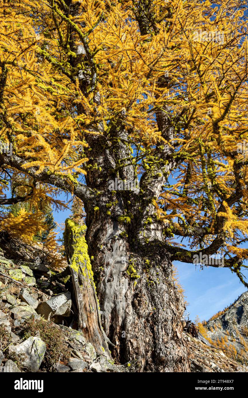 WA23749-00...WASHINGTON - Very old larch tree on the rocky hillside ...