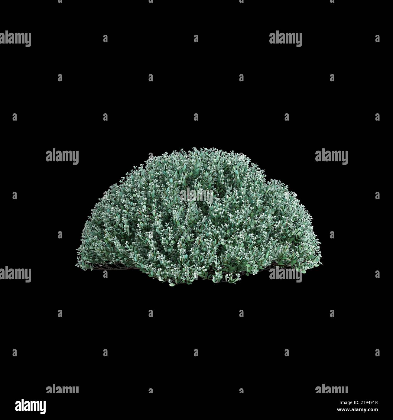 3d illustration of Correa Alba bush isolated on black background Stock ...