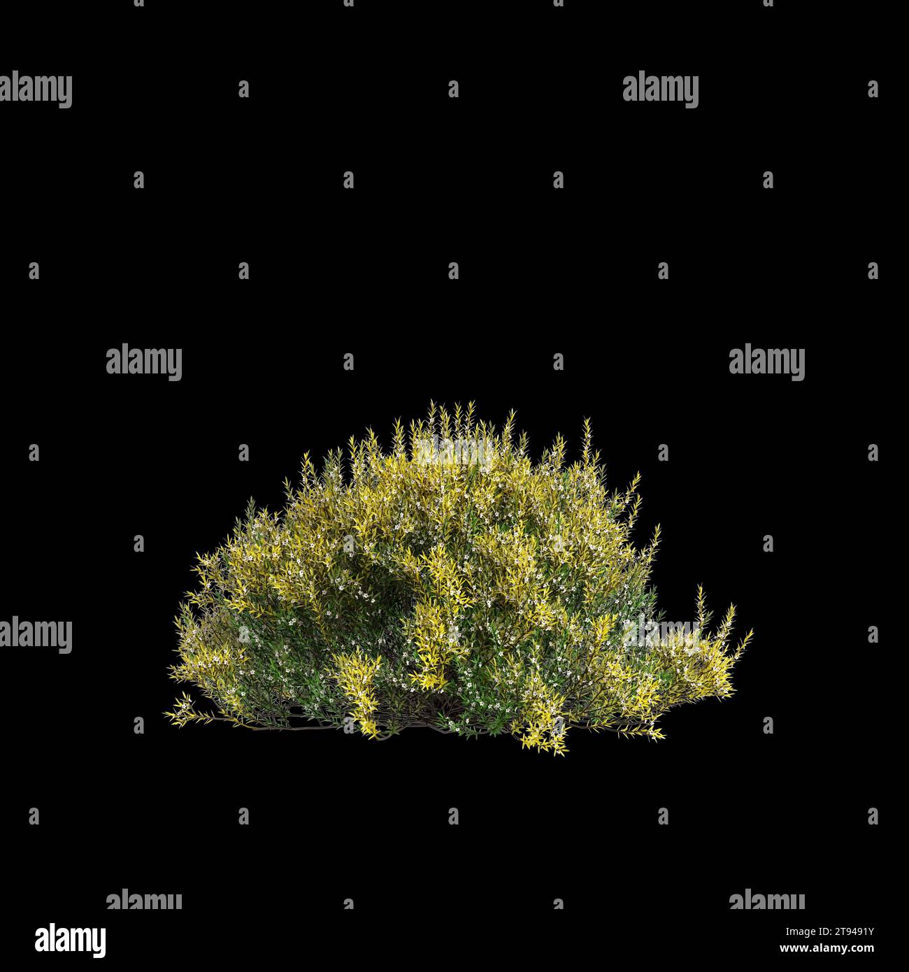 3d illustration of Golden Diosma bush isolated on black background ...