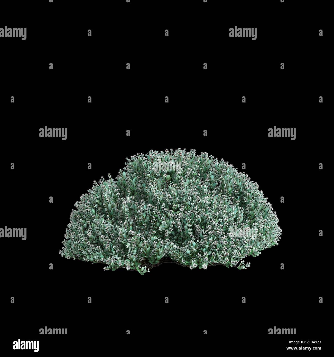 3d illustration of Correa Alba bush isolated on black background Stock ...