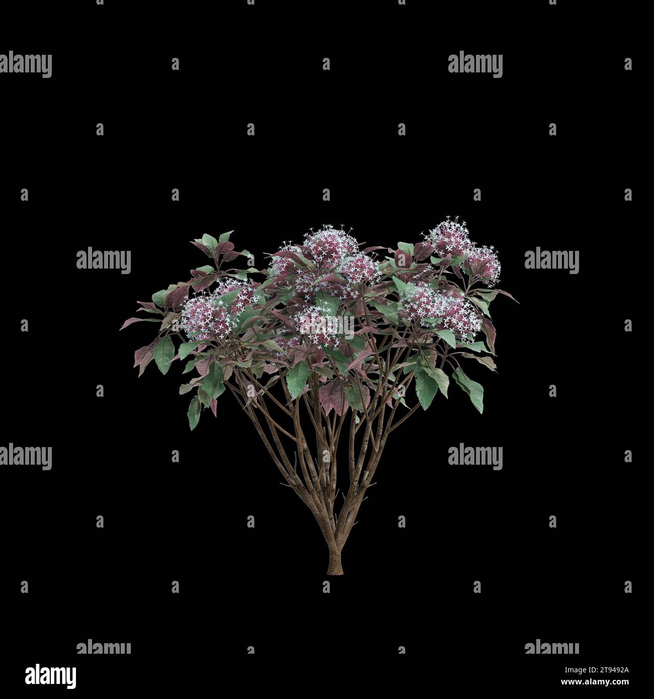 3d illustration of Clerodendrum Quadriloculare tree isolated on black ...