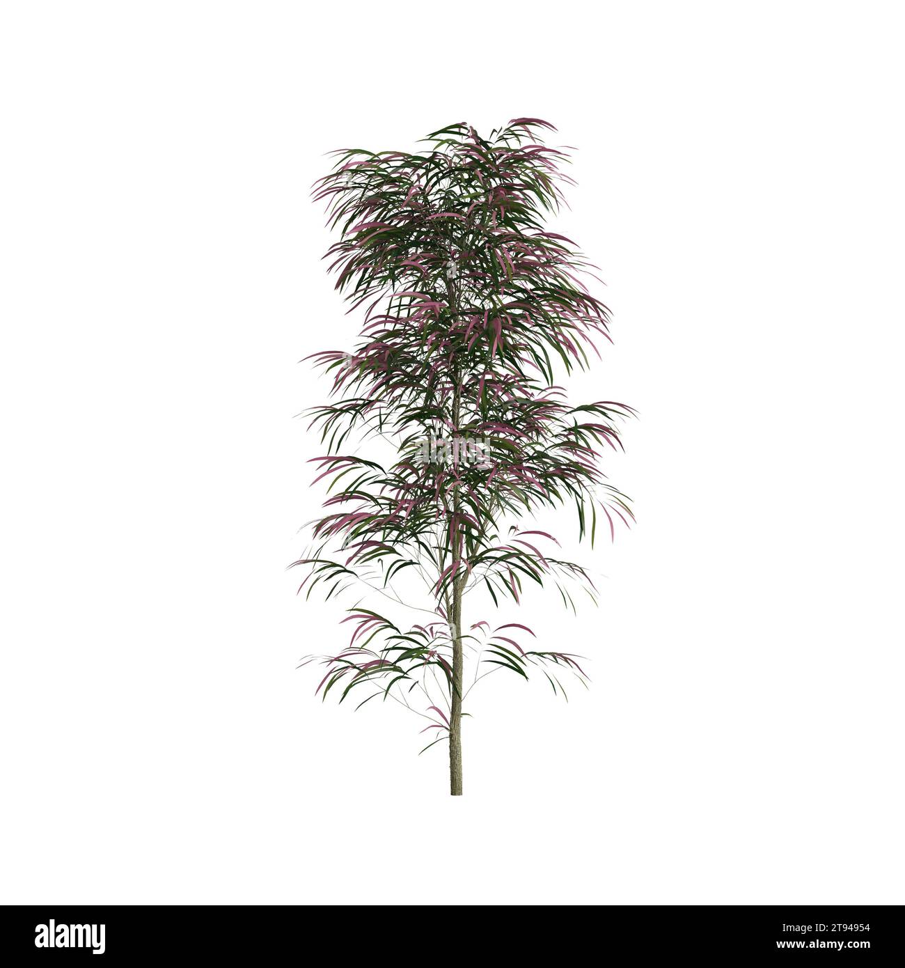 3d illustration of Agonis Flexuosa tree isolated on white background ...