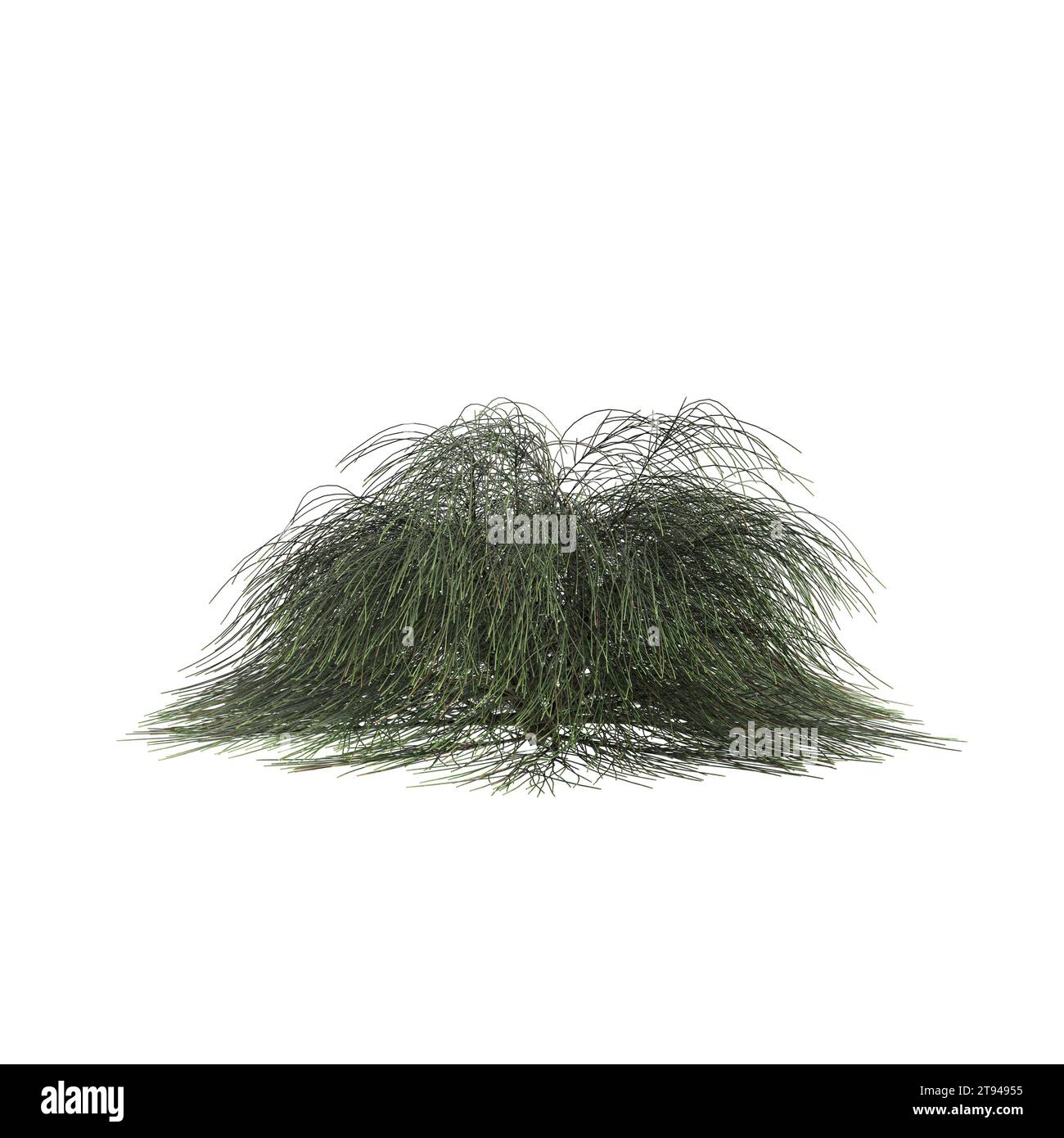 3d illustration of Casuarina Glauca bush isolated on white background ...
