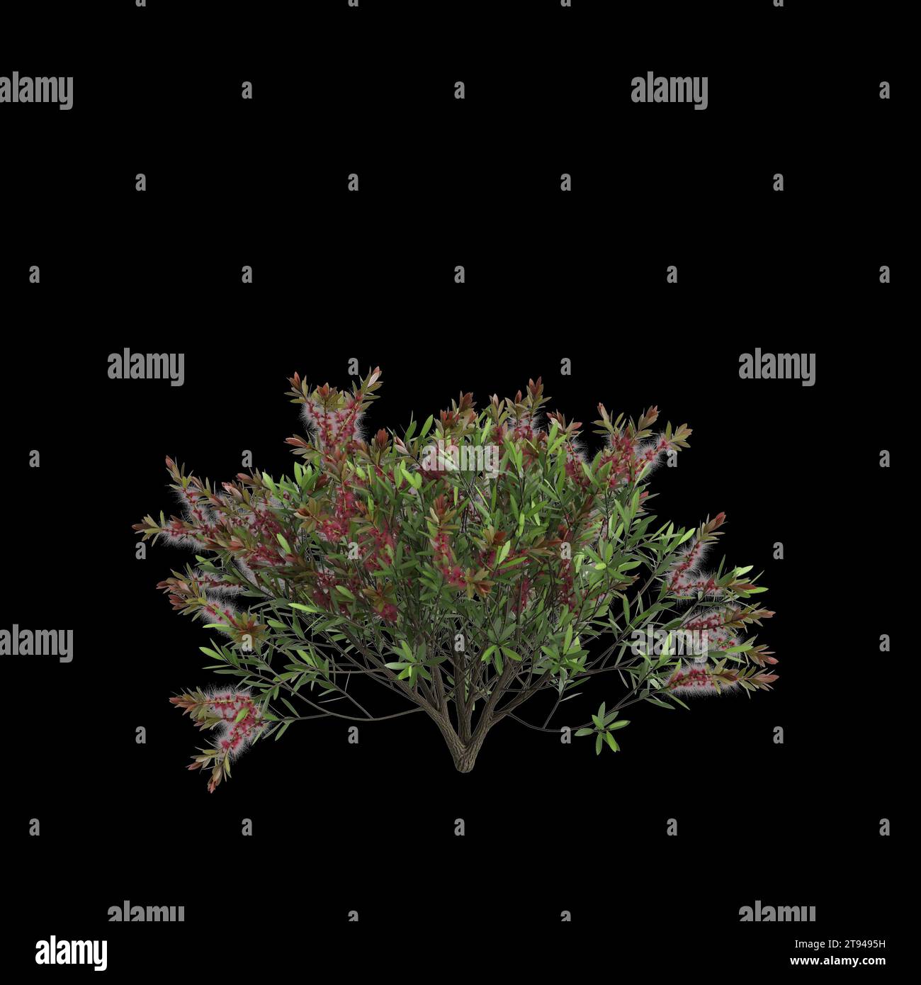 3d illustration of Callistemon citrinus tree isolated on black ...