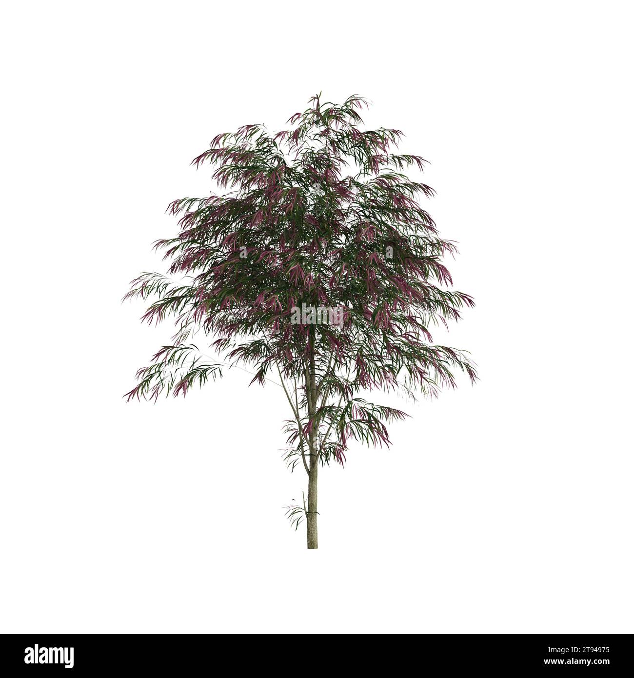 3d illustration of Agonis Flexuosa tree isolated on white background ...