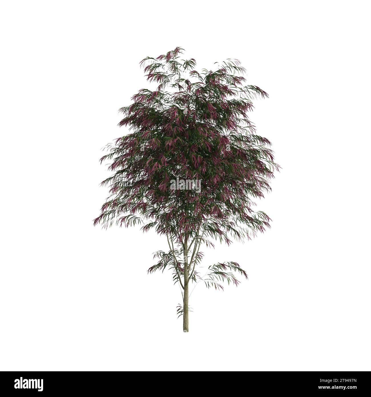 3d illustration of Agonis Flexuosa tree isolated on white background ...