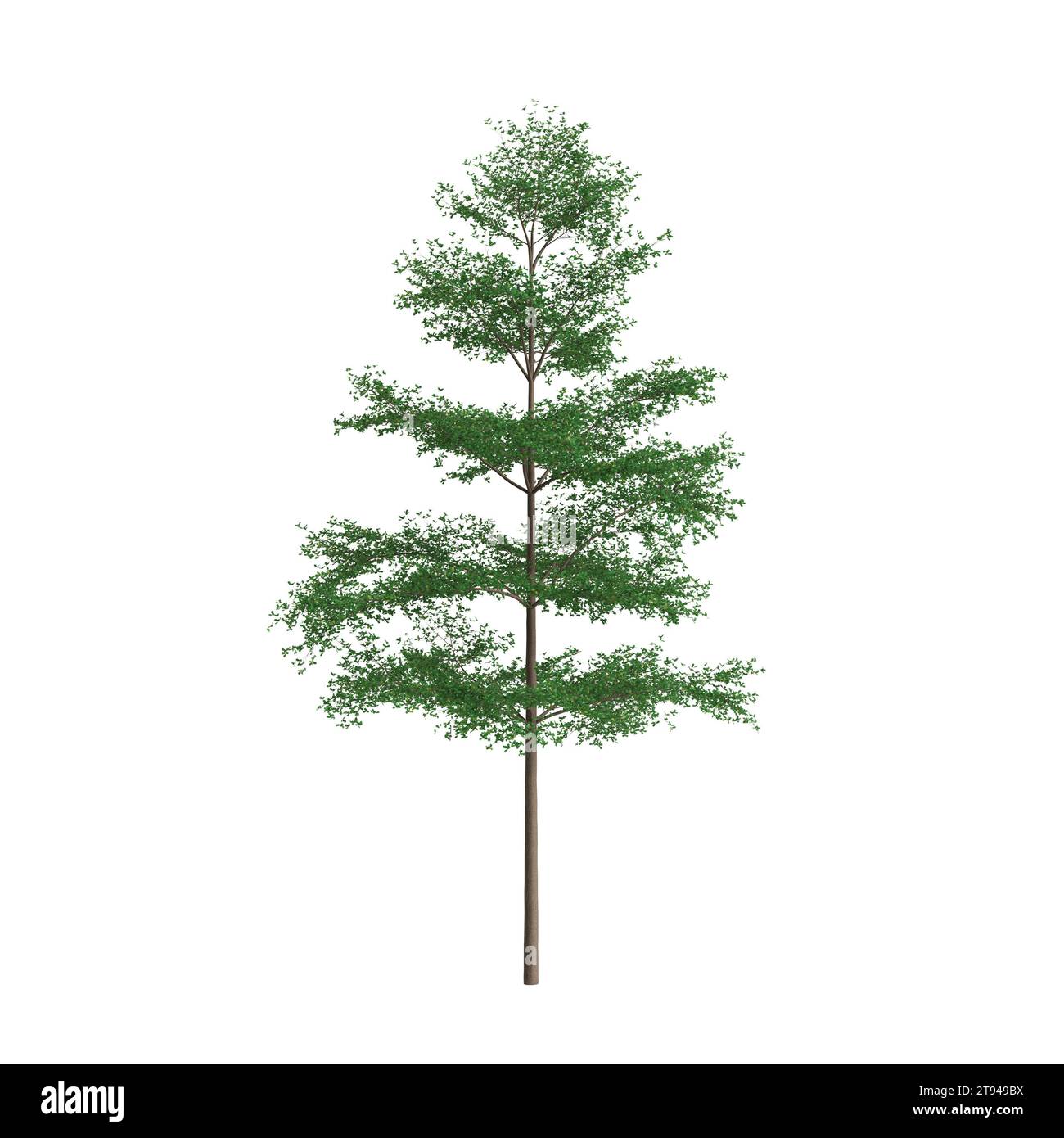 3d illustration of Terminalia mantaly tree isolated on white background ...