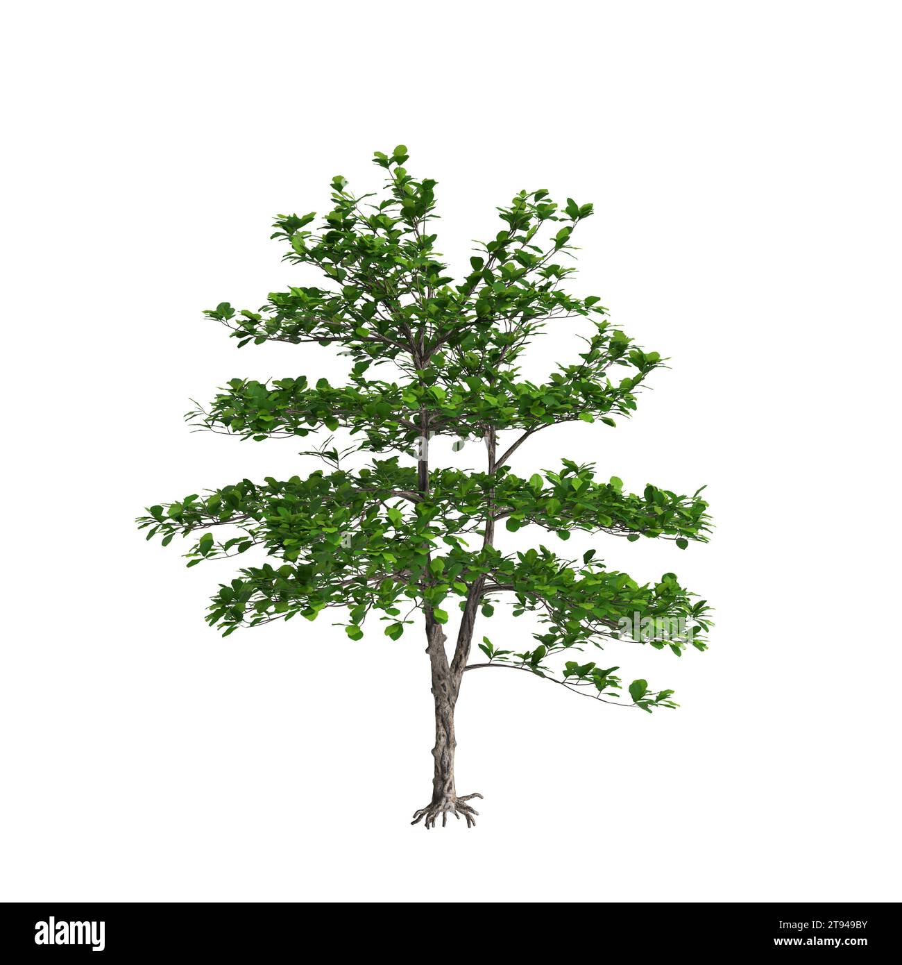 3d illustration of Terminalia catappa tree isolated on white background ...