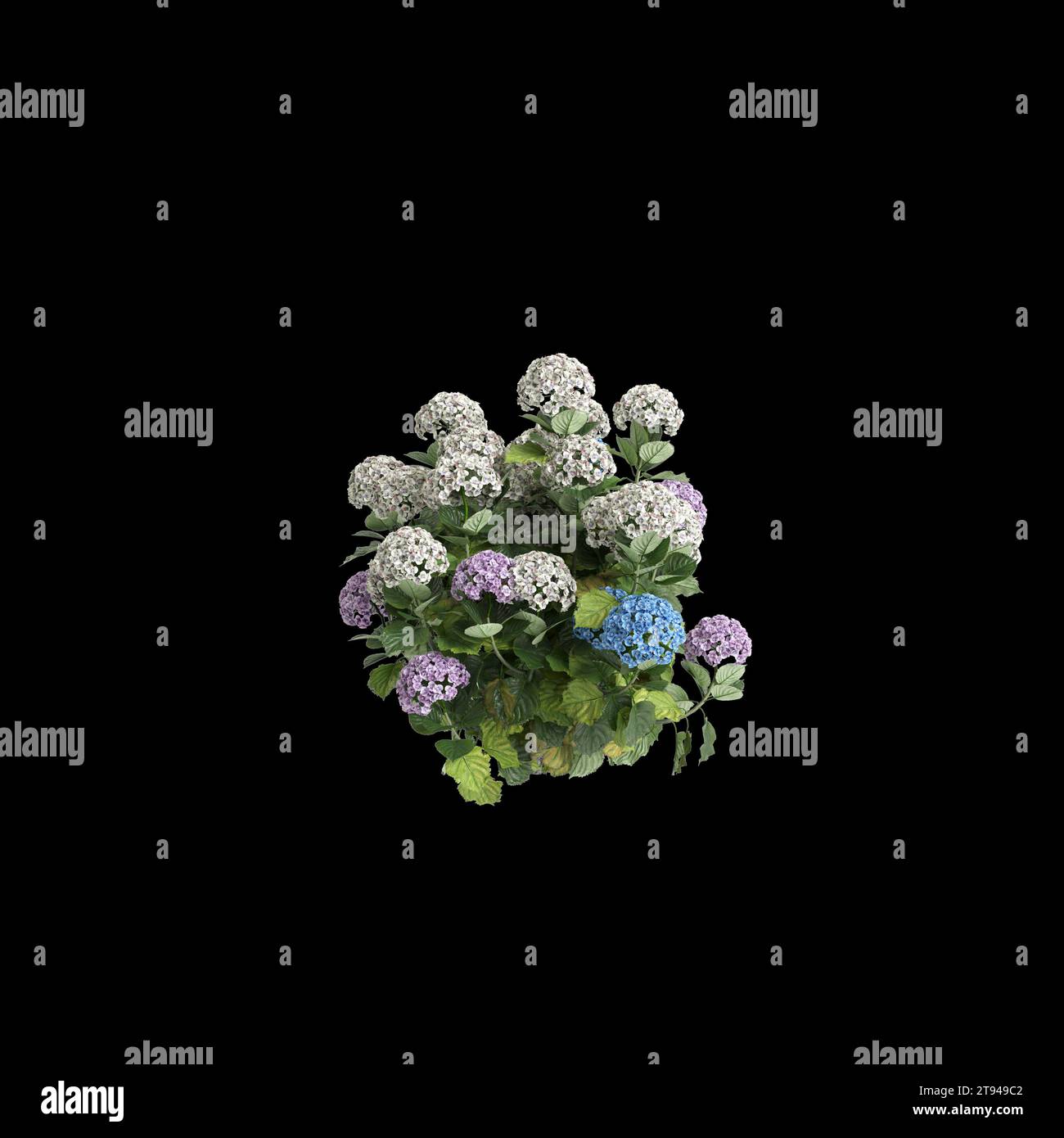 3d illustration of Hydrangea Macrophylla bush isolated on black ...