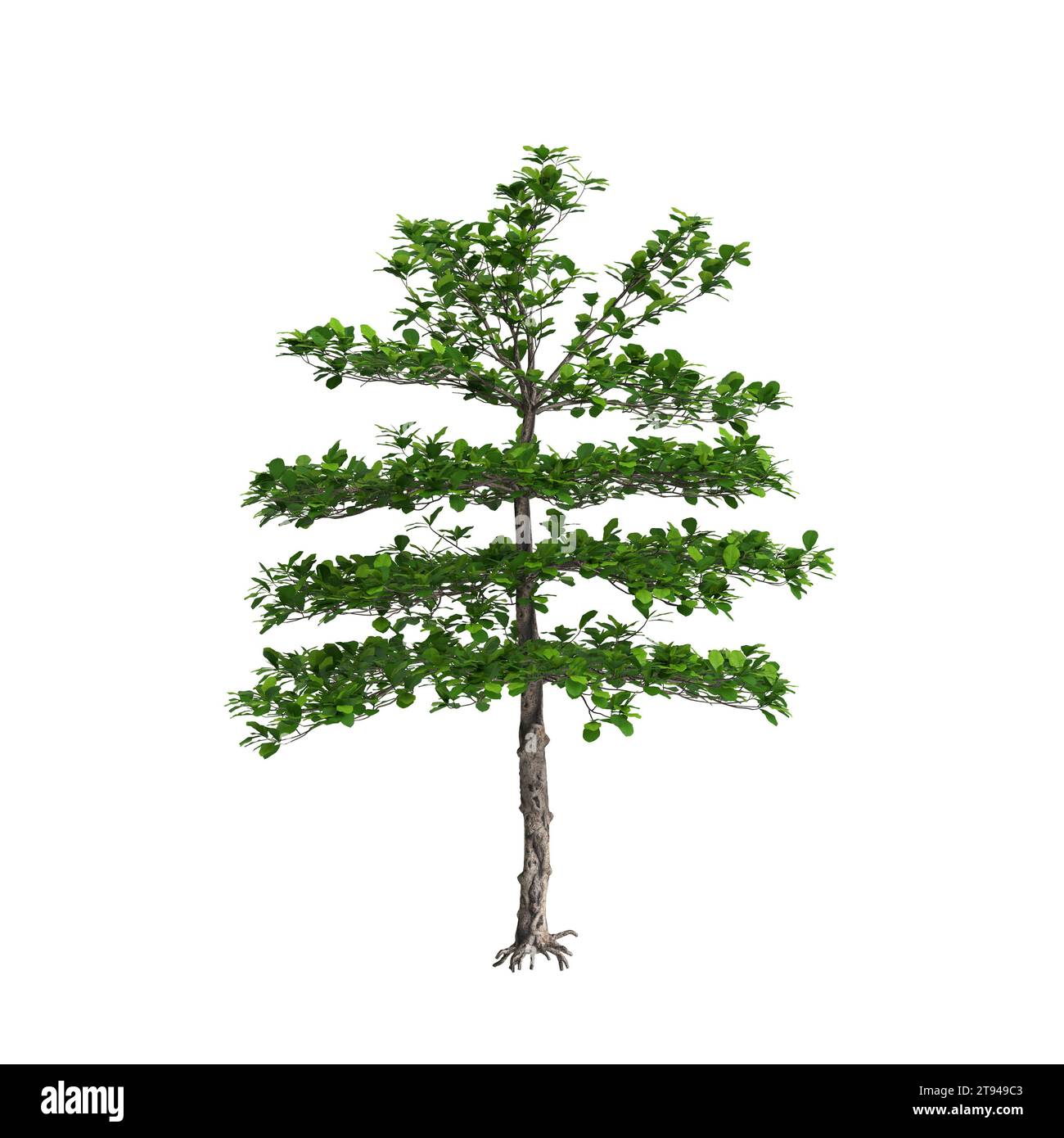 3d illustration of Terminalia catappa tree isolated on white background ...