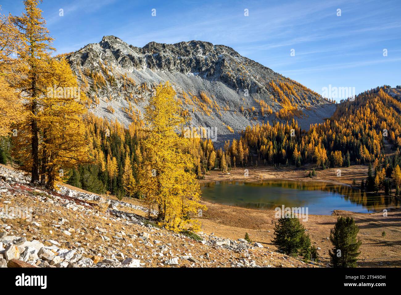 WA23752-00...WASHINGTON - Larch trees around Boiling Lake on the Golden ...