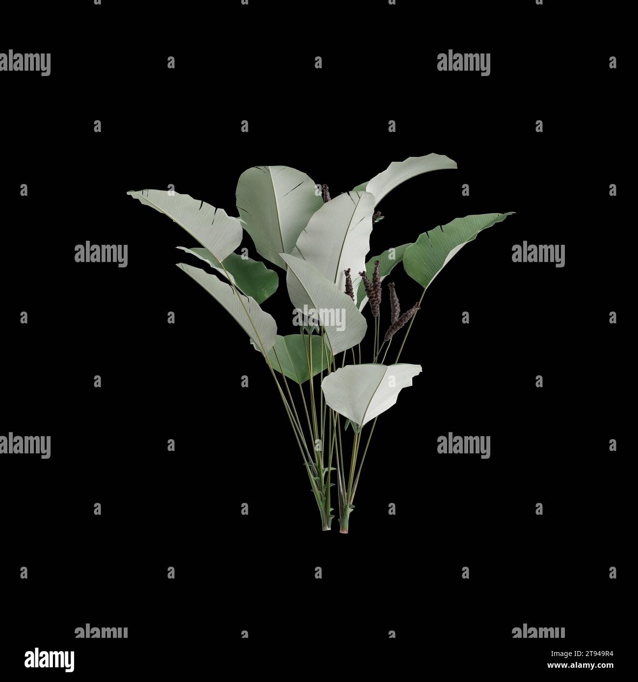 3d illustration of Calathea Lutea tree isolated on black baclground ...