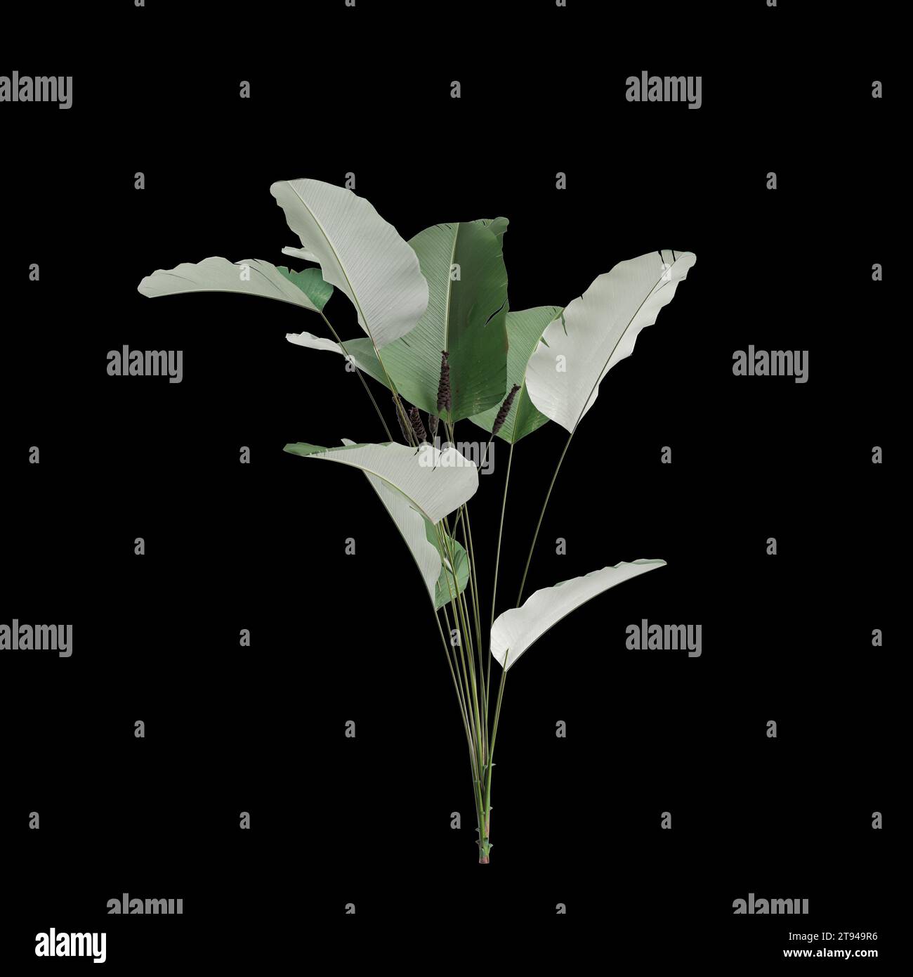 3d illustration of Calathea Lutea tree isolated on black background ...