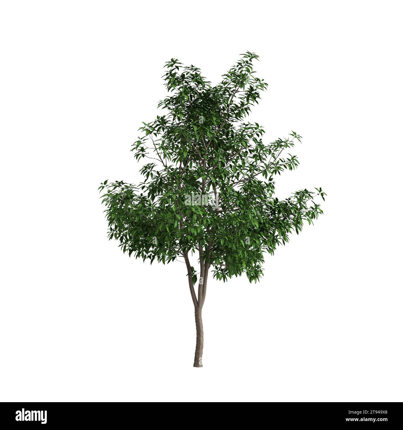 3d illustration of Michelia alba tree isolated on white background ...