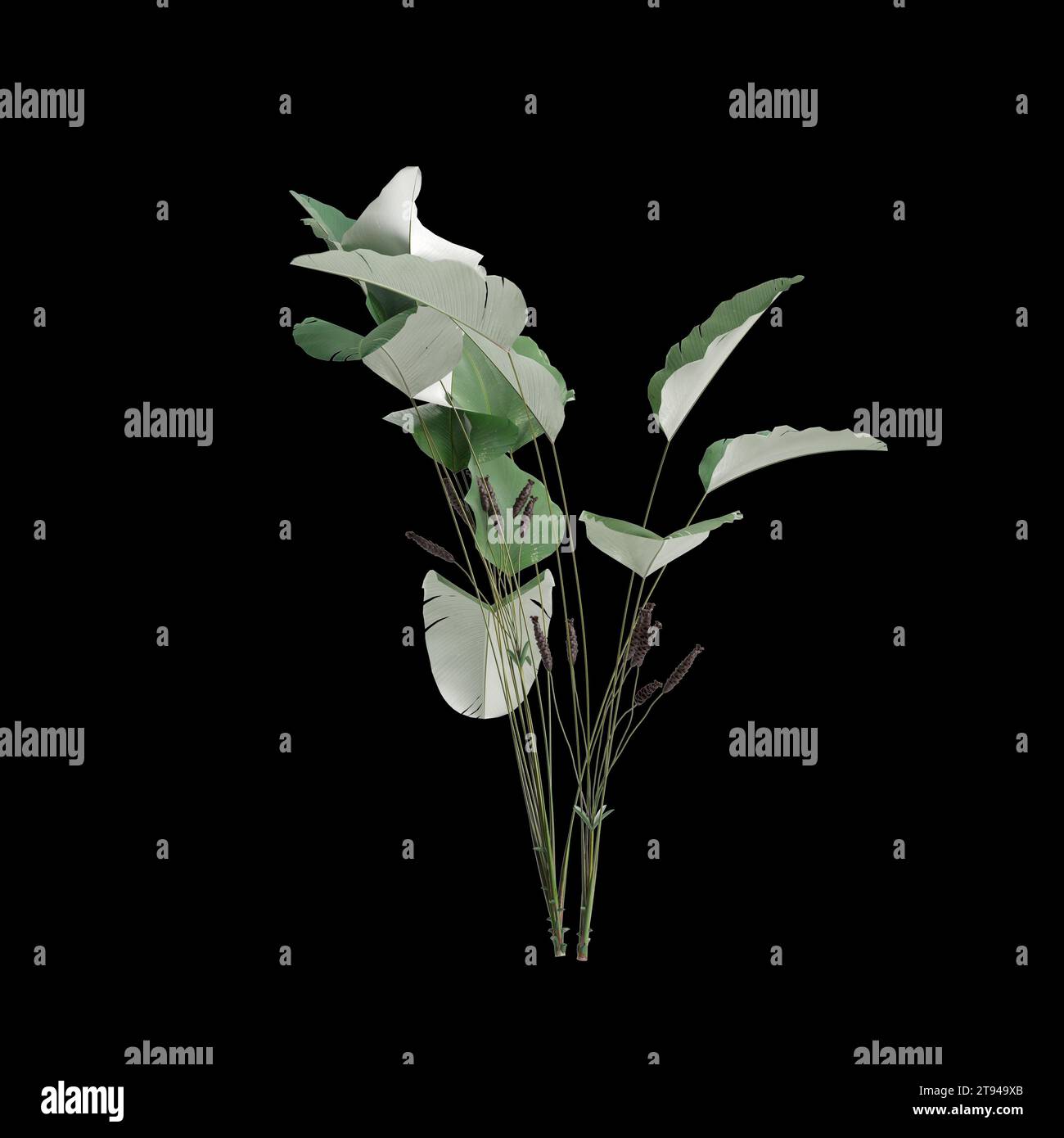3d illustration of Calathea Lutea tree isolated on black baclground ...