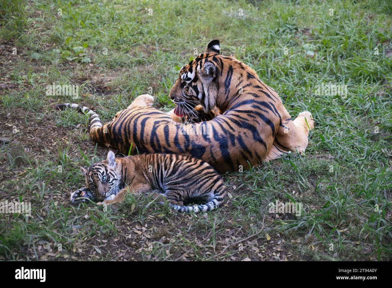 Tiger (Panthera leo) licking baby cub, relaxing on the grass Stock ...
