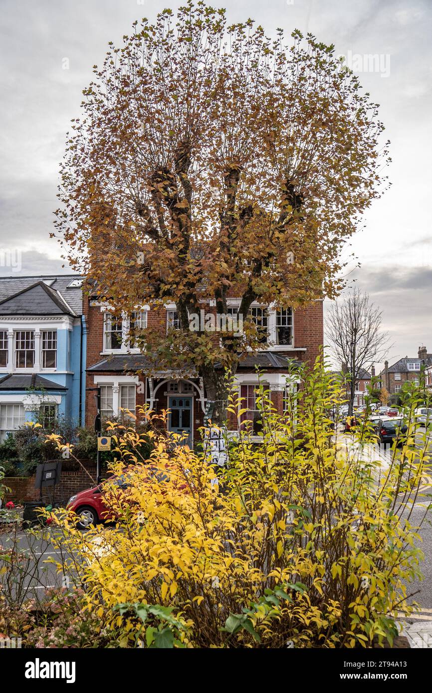 London, England, UK. 22nd Nov, 2023. Oakfield Road, London, United ...