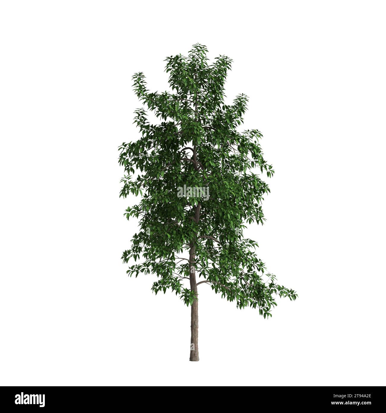 3d illustration of Michelia alba tree isolated on white background ...