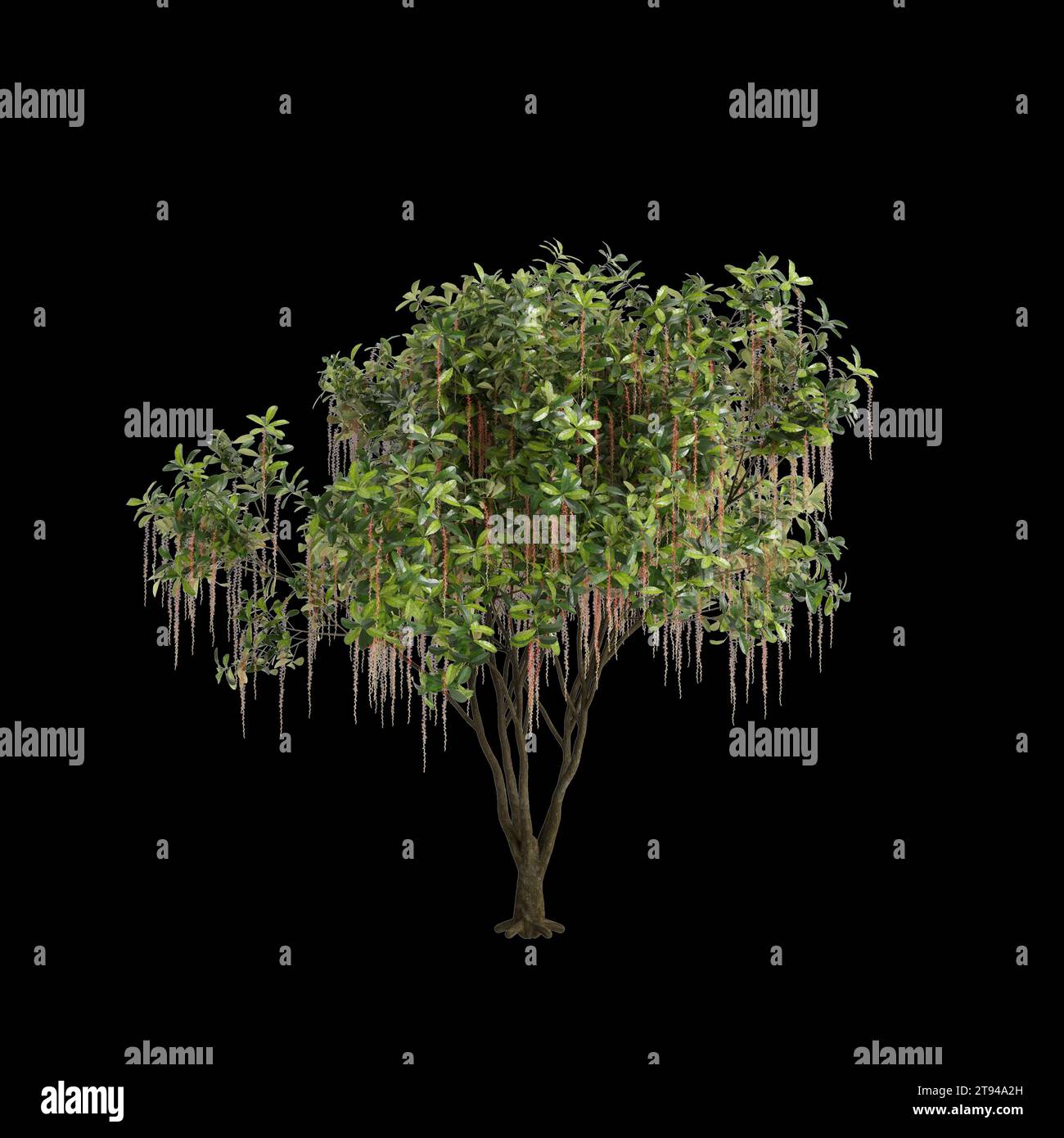 Barringtonia acutangula hi-res stock photography and images - Alamy