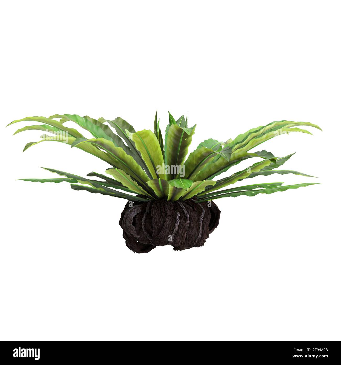 3d illustration of Asplenium Nidus bush isolated on white baclground ...