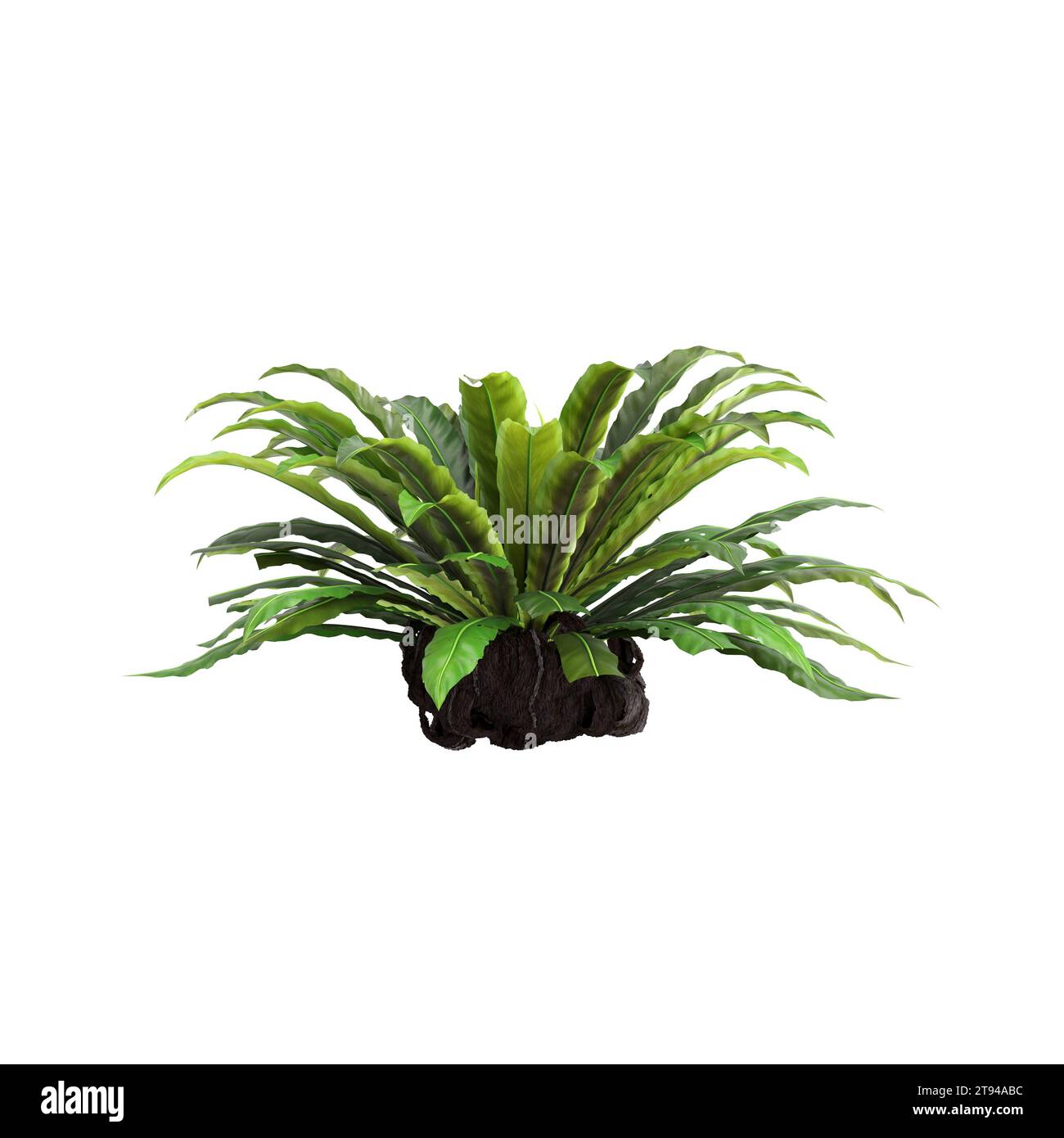 3d illustration of Asplenium Nidus bush isolated on white baclground ...