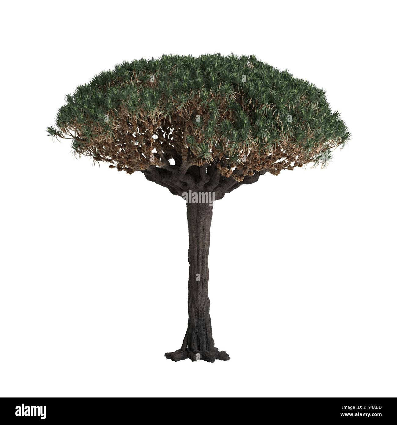 3d illustration of Dracaena Draco tree isolated on white baclground ...