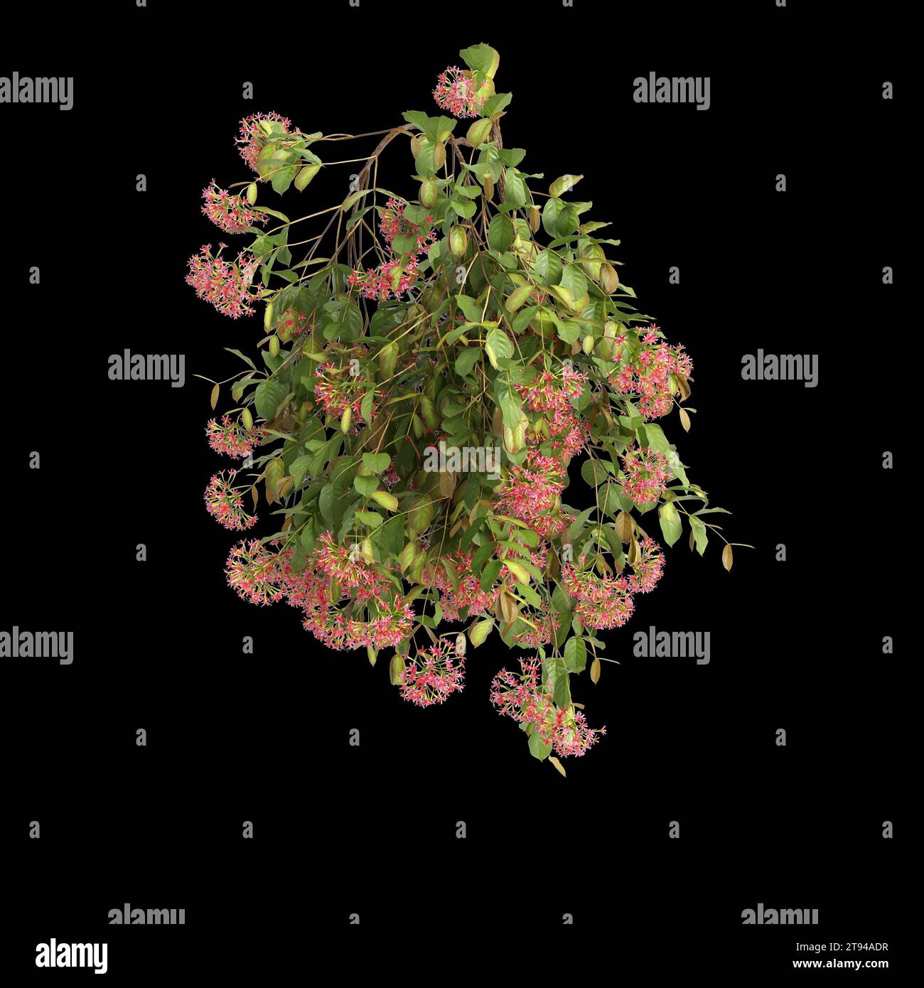 3d illustration of Combretum Indicum hanging isolated on black ...
