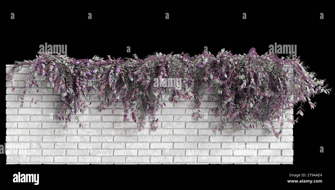 3d illustration of Tradescantia Zebrina hanging over white brick ...