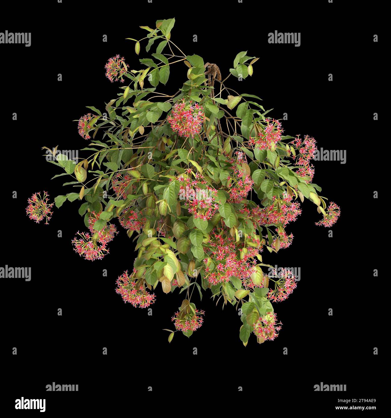 3d illustration of Combretum Indicum hanging isolated on black ...