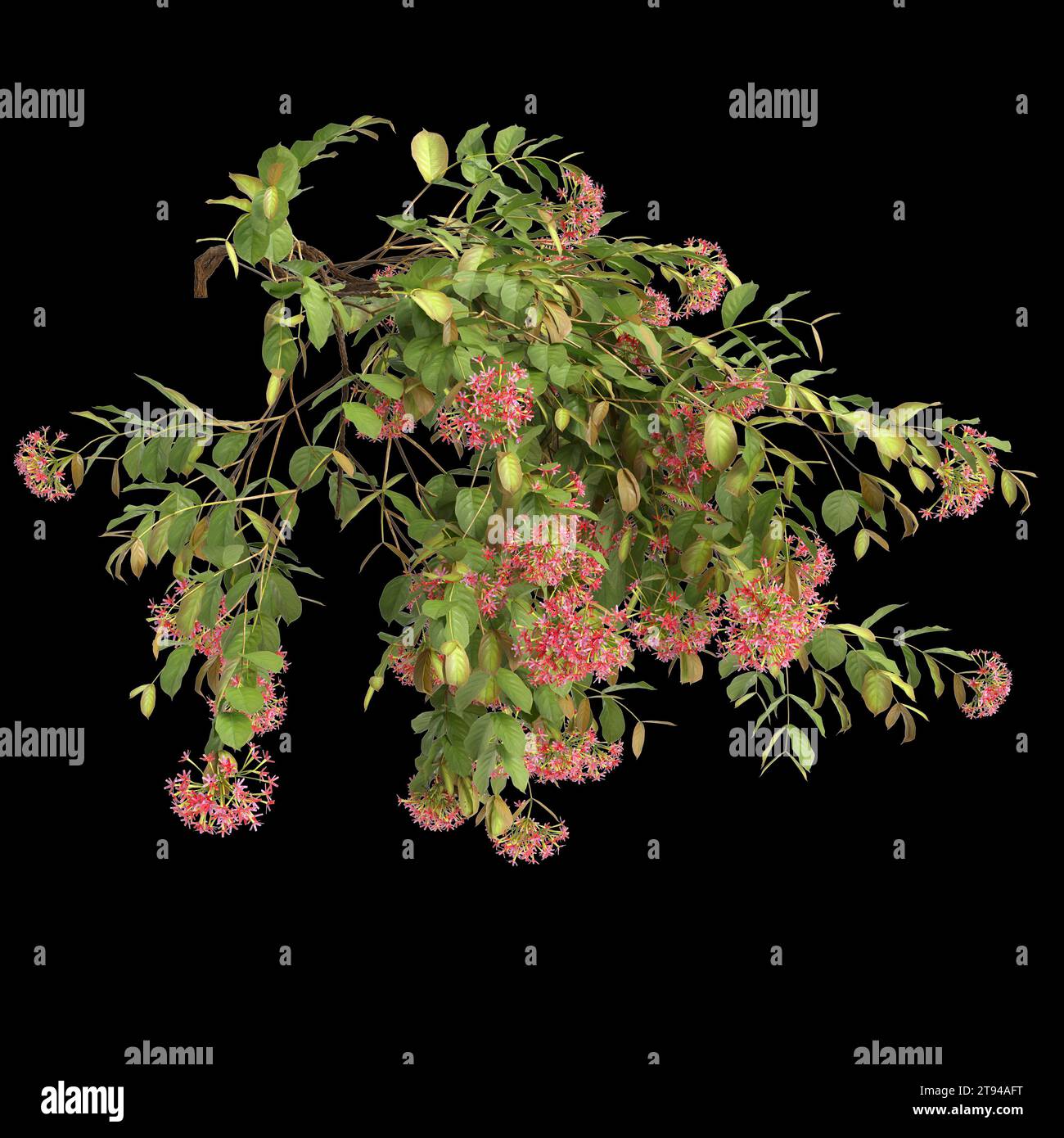3d illustration of Combretum Indicum hanging isolated on black ...