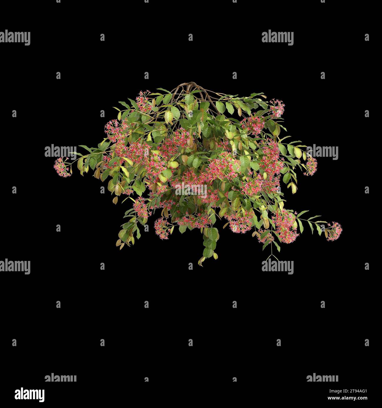 3d illustration of Combretum Indicum hanging isolated on black ...