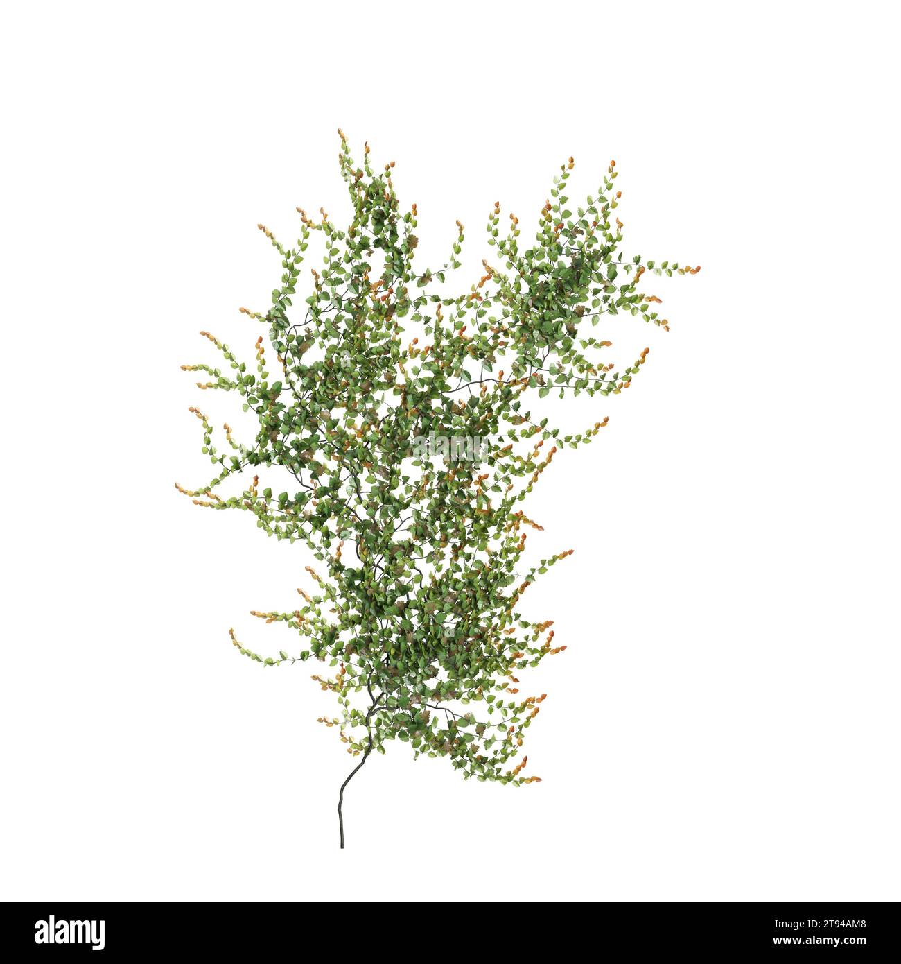 3d illustration of Ficus Pumila creeper isolated on white background ...