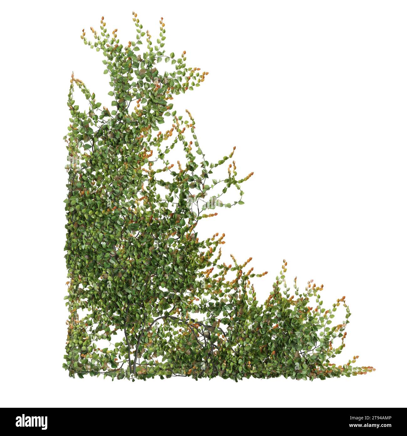 3d illustration of Ficus Pumila creeper isolated on white background ...