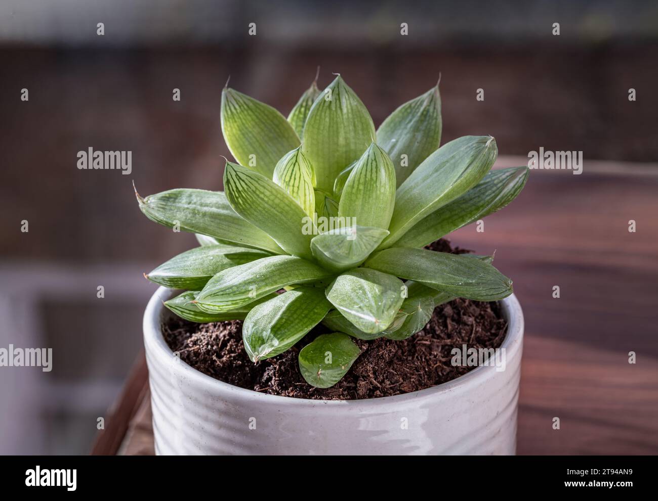 Haworthia cymbiformis (Cathedral Window Haworthia). Beautiful succulent ...