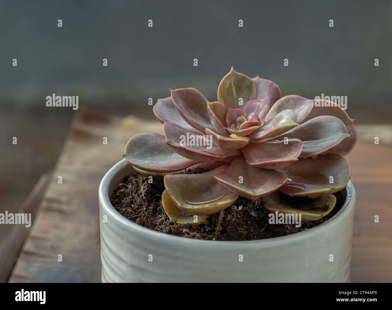 Echeveria Perle von Nurnberg (Flat rosettes) Succulent plant with ...