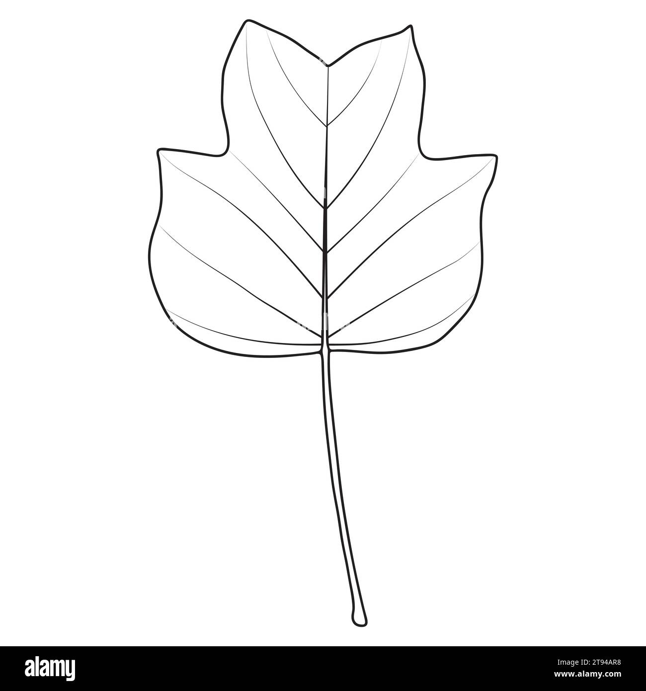 Tulip Poplar Or Tulip Tree Leaf Outline Vector Botanical Illustration Liriodendron Tulipifera
