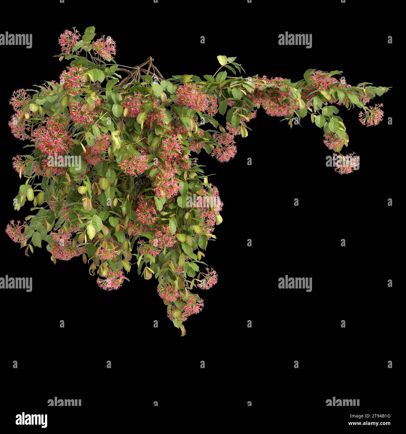 3d illustration of Combretum Indicum hanging isolated on black ...