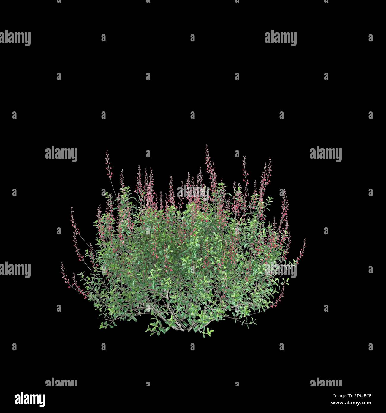 3d illustration of Salvia greggii bush isolated black background Stock ...