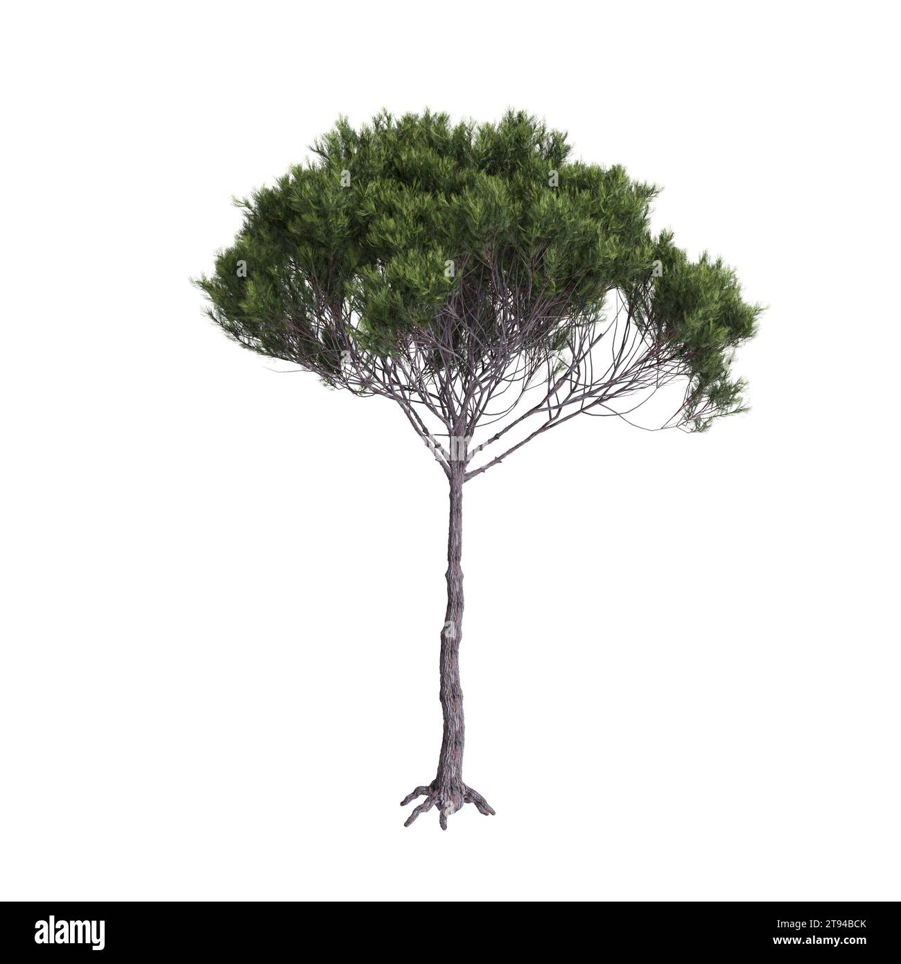 3d illustration of Pinus pinea tree isolated white background Stock ...